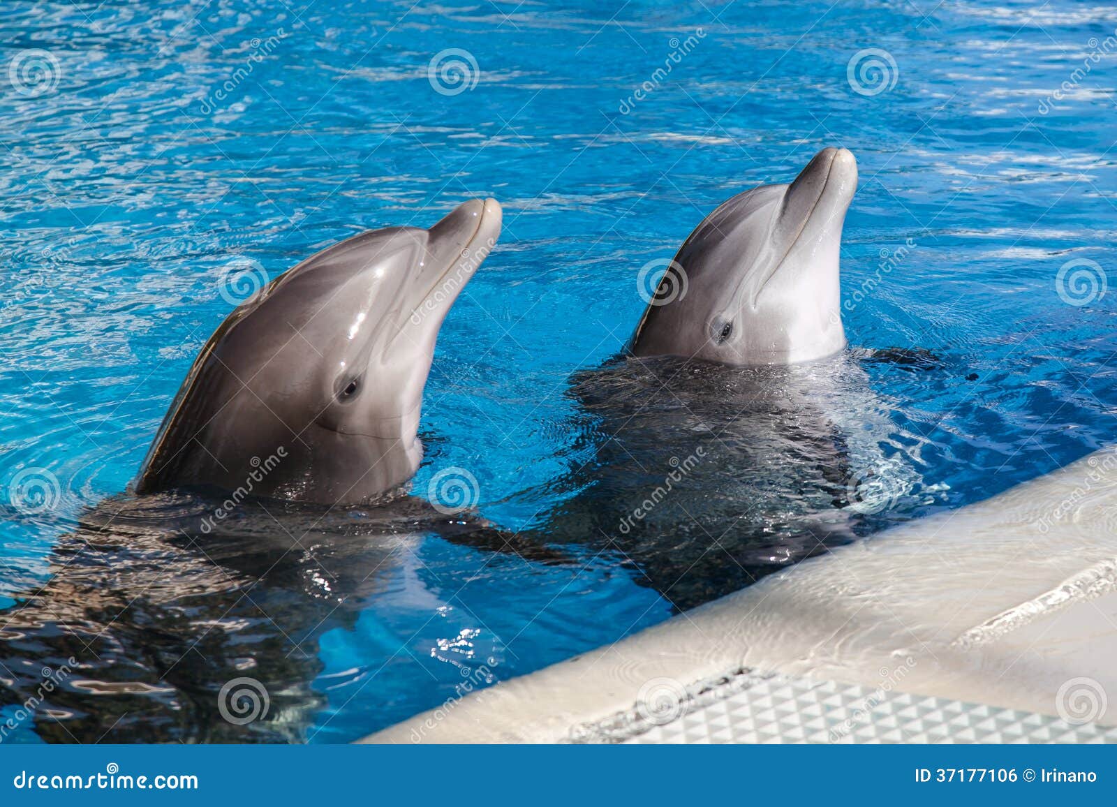Dolphins baby stock photo. Image of head, mammal, life - 37177106