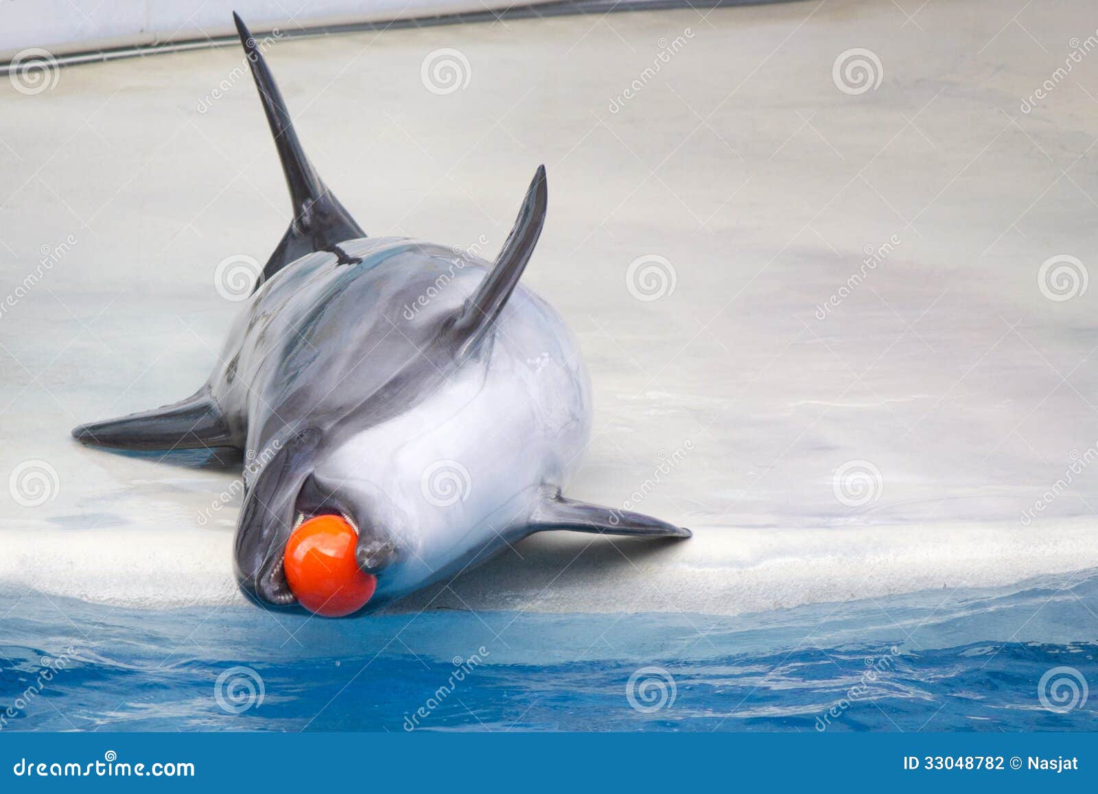 Dolphins with balls stock photo. Image of marine, ocean - 33048782