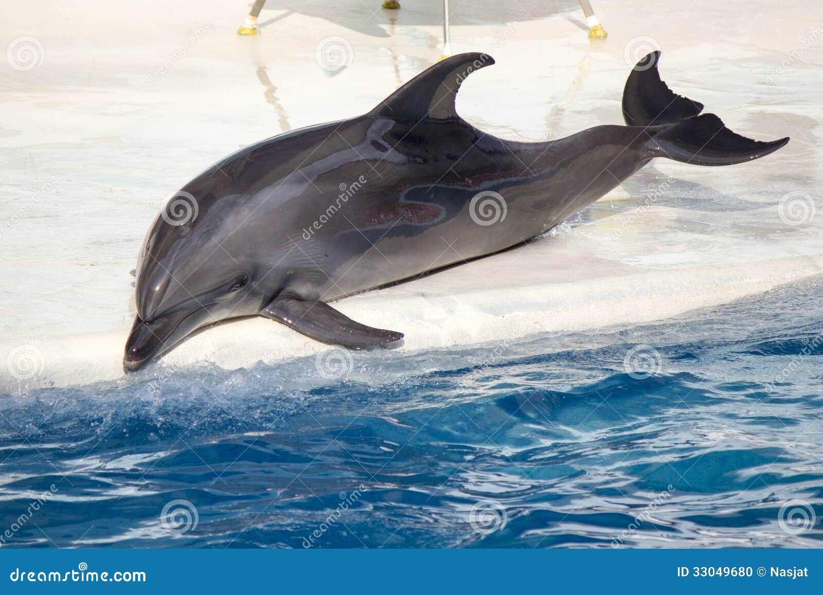 Dolphins with balls stock photo. Image of swimming, wild - 33049680