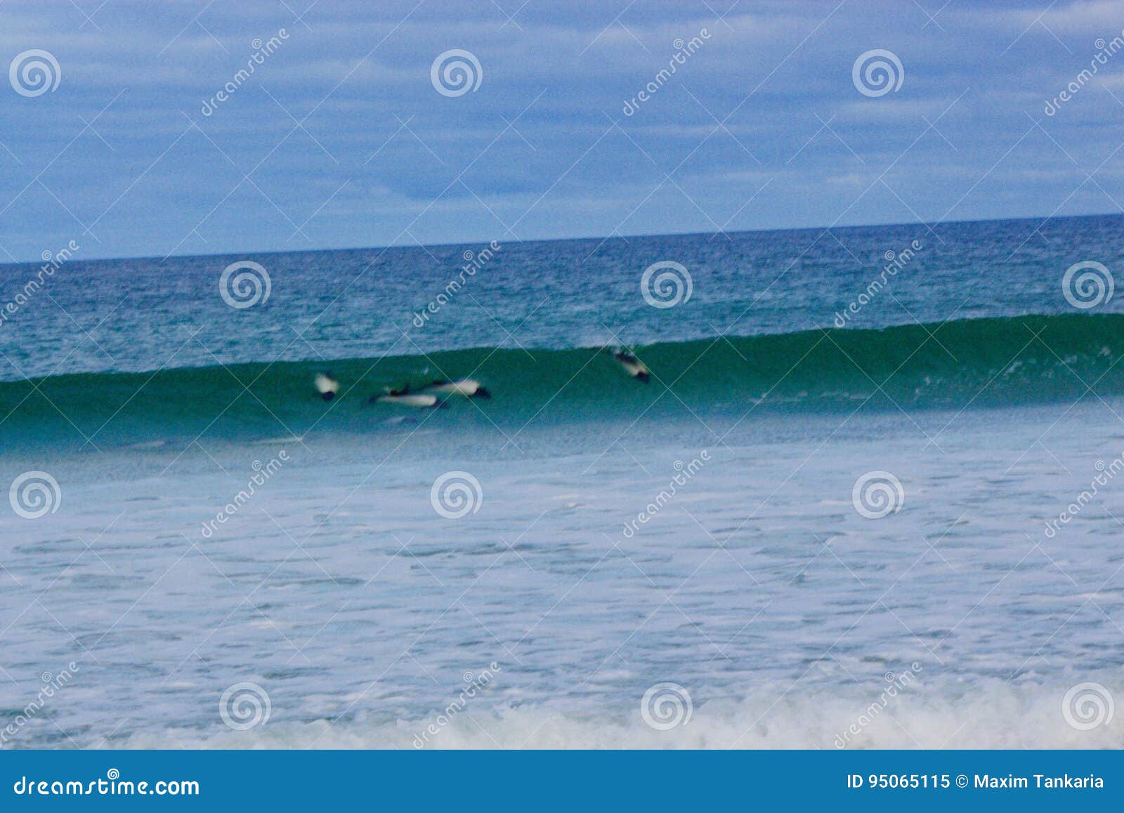 Dolphins on the beach stock image. Image of wave, surf - 95065115