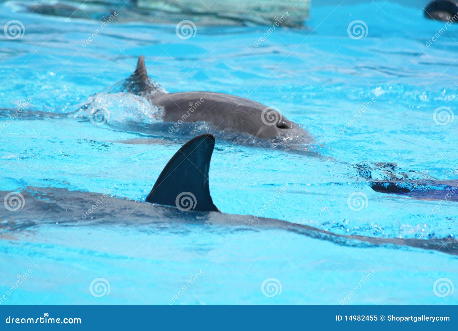 Dolphins in the Blue Water stock image. Image of animal - 14982455