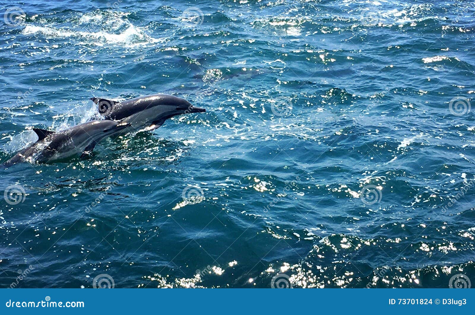 Dolphins Breaching the Surface Stock Photo - Image of ocean, breaching ...