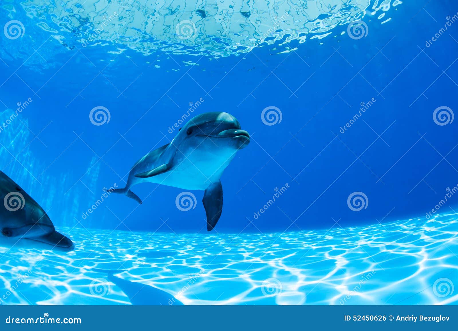 Dolphins couple stock photo. Image of couple, animals - 52450626