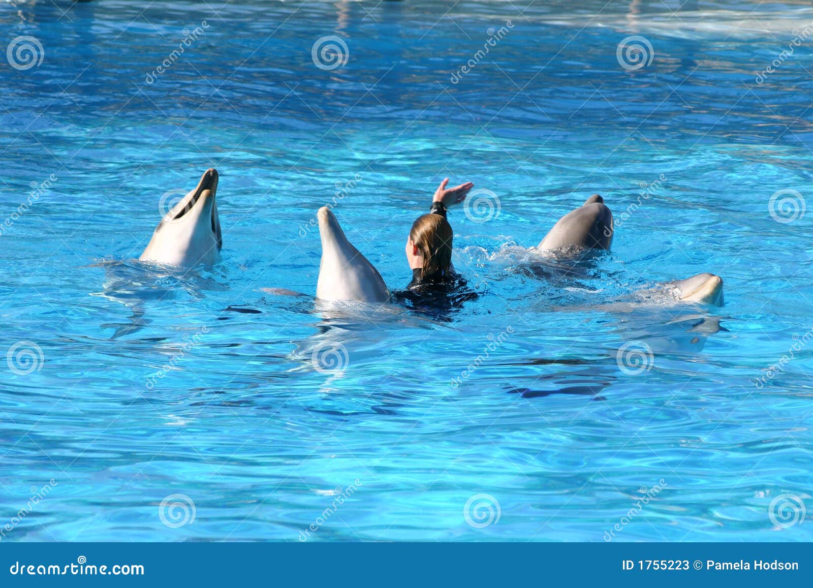 Dolphins dancing stock image. Image of girl, people, splash - 1755223
