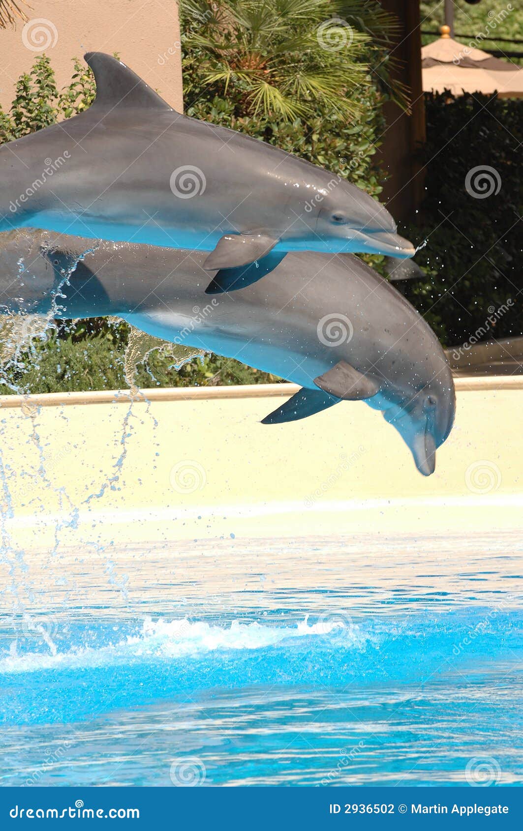 Dolphins diving stock photo. Image of plants, animals - 2936502