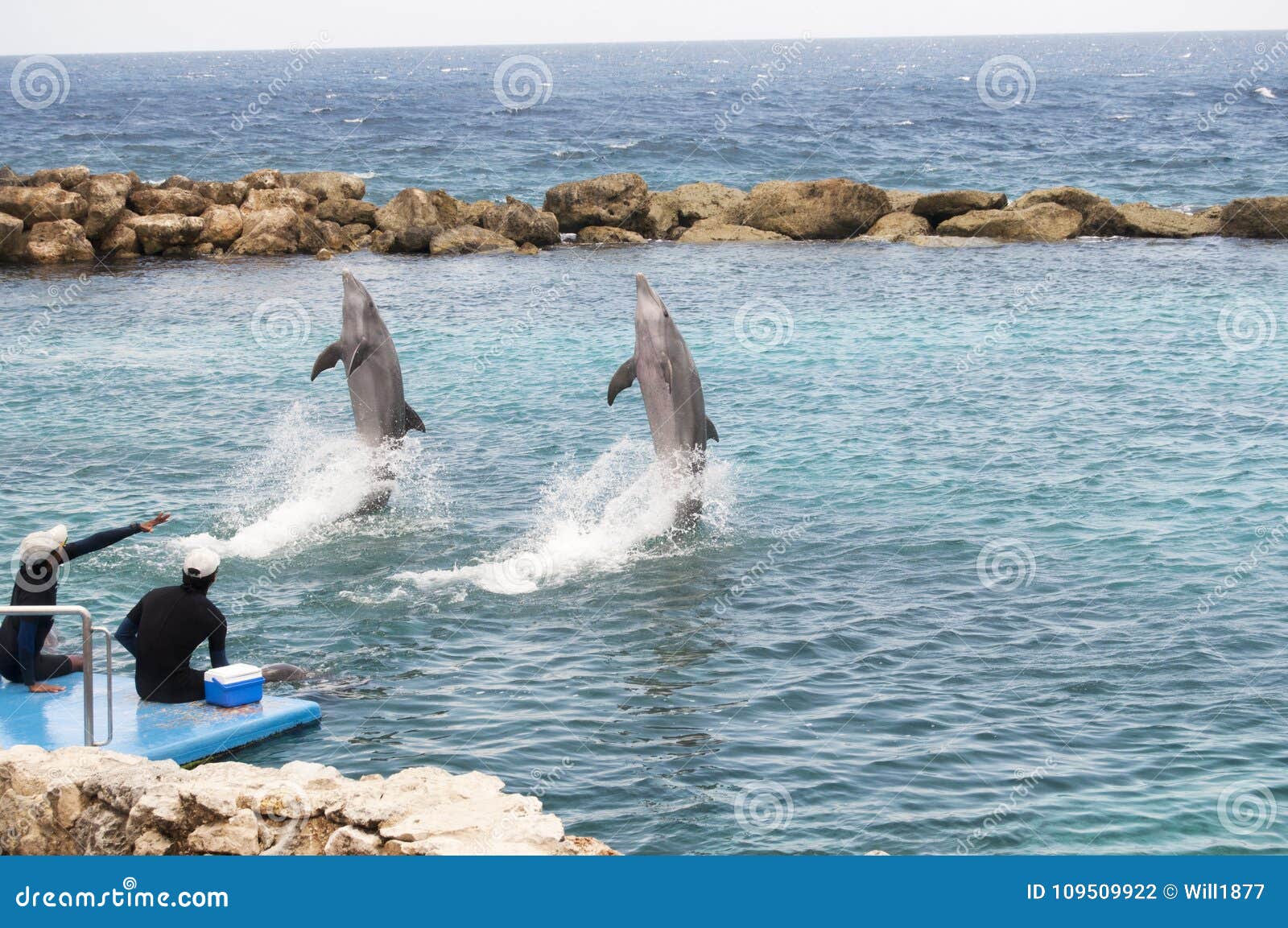Dolphins doing tricks stock photo. Image of summer, island - 109509922