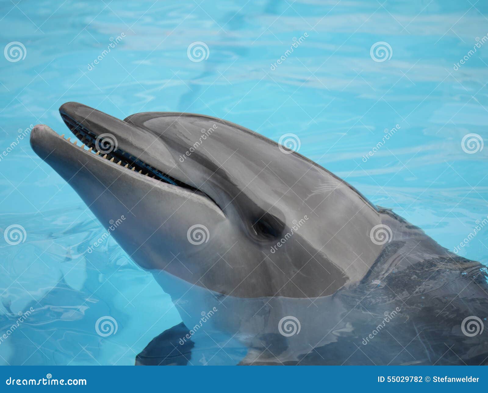 Dolphins face under water stock photo. Image of teeth - 55029782