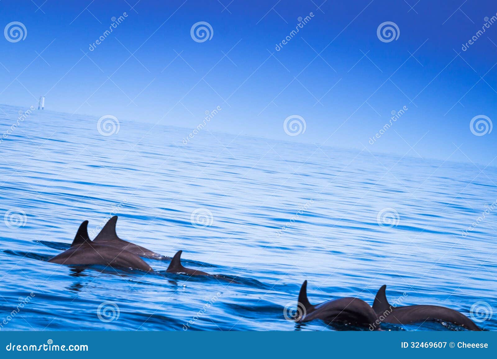Dolphins Float Blue Water Stock Photos - Free & Royalty-Free Stock ...