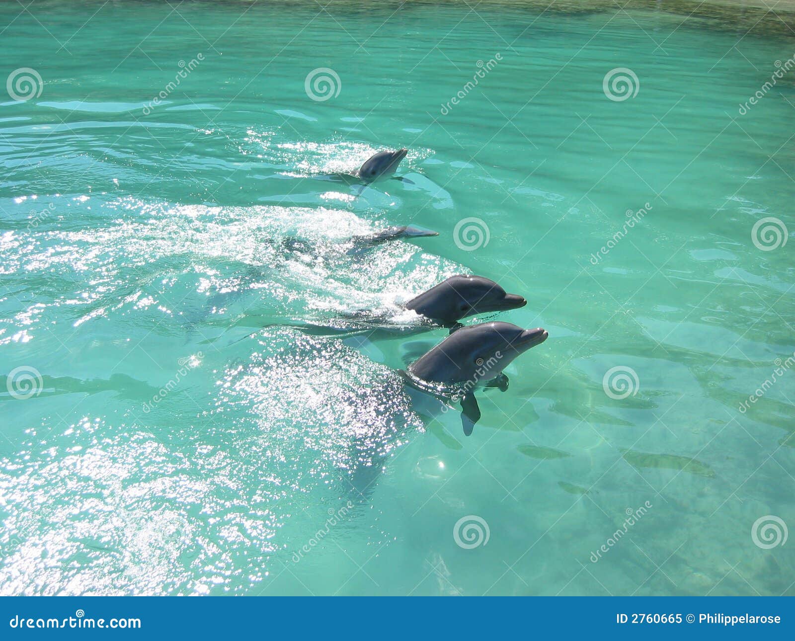 Dolphins Having Fun in Jamaica Stock Image - Image of bottlenose ...