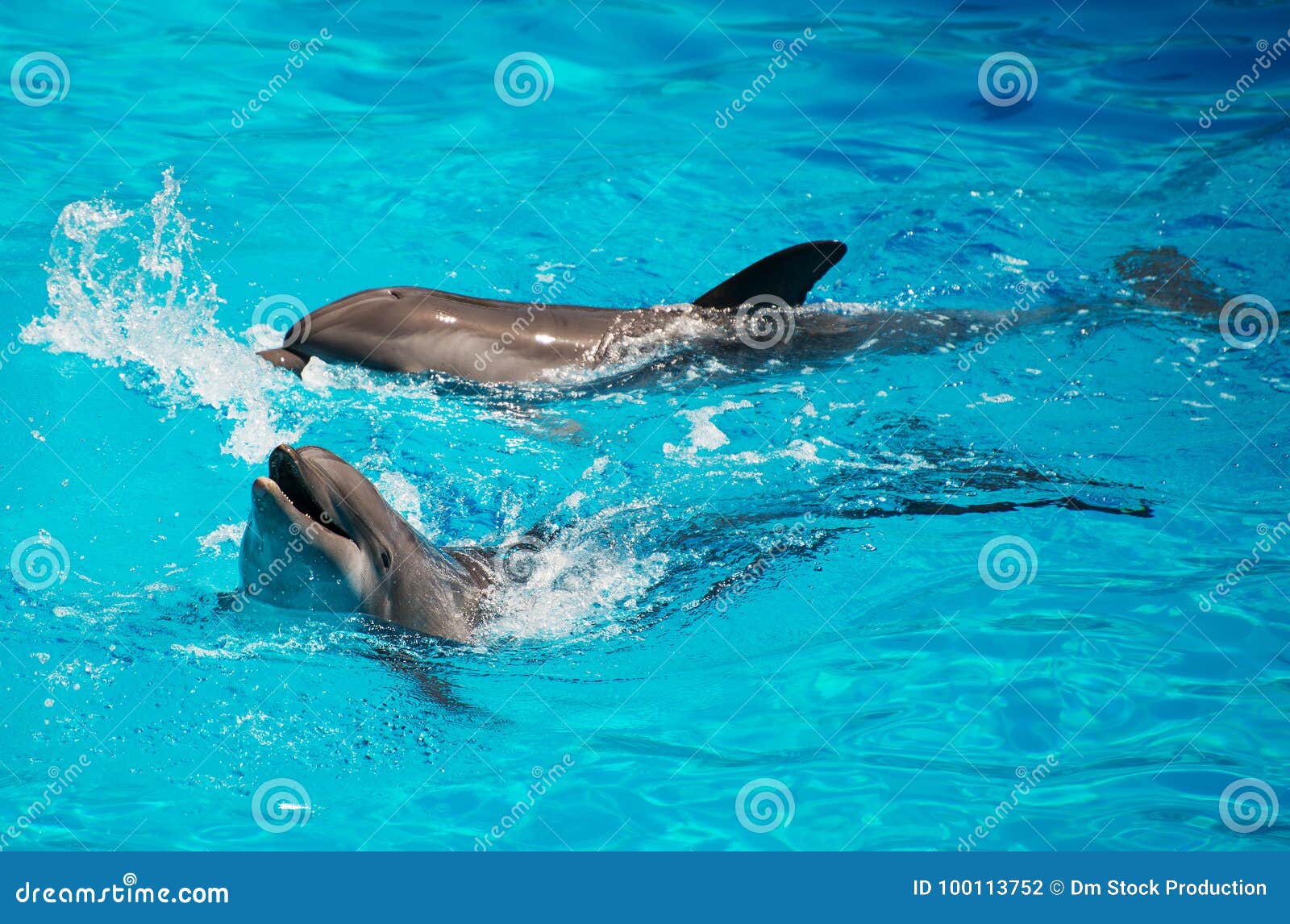 Dolphins having fun. stock photo. Image of creature - 100113752