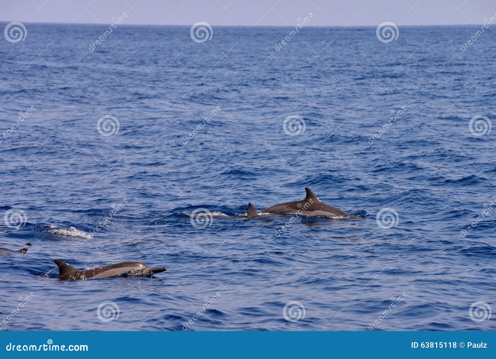 Dolphins during a Jump ( Flight) Stock Photo - Image of tropical ...