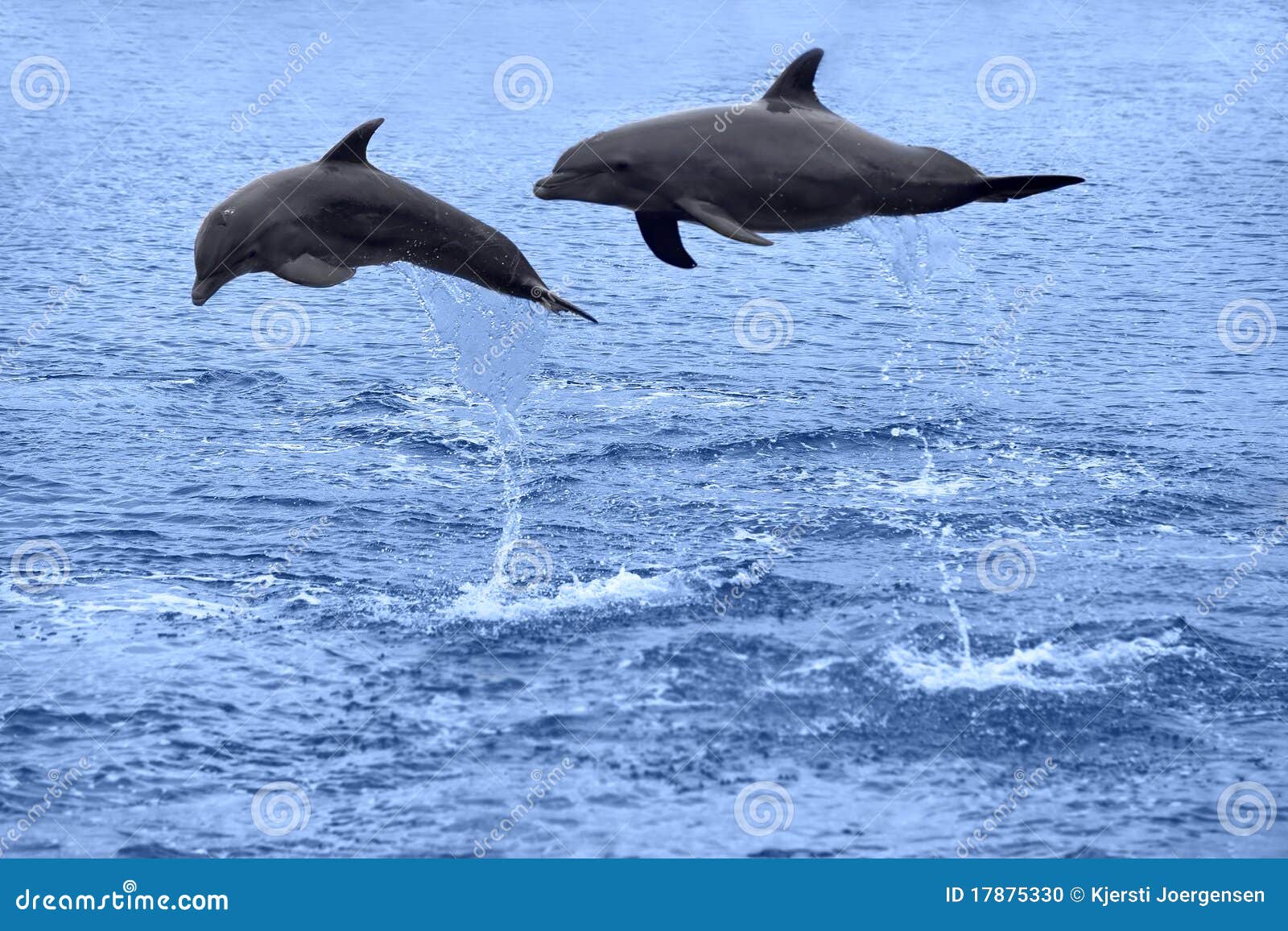 Dolphins jumping stock photo. Image of power, summer - 17875330