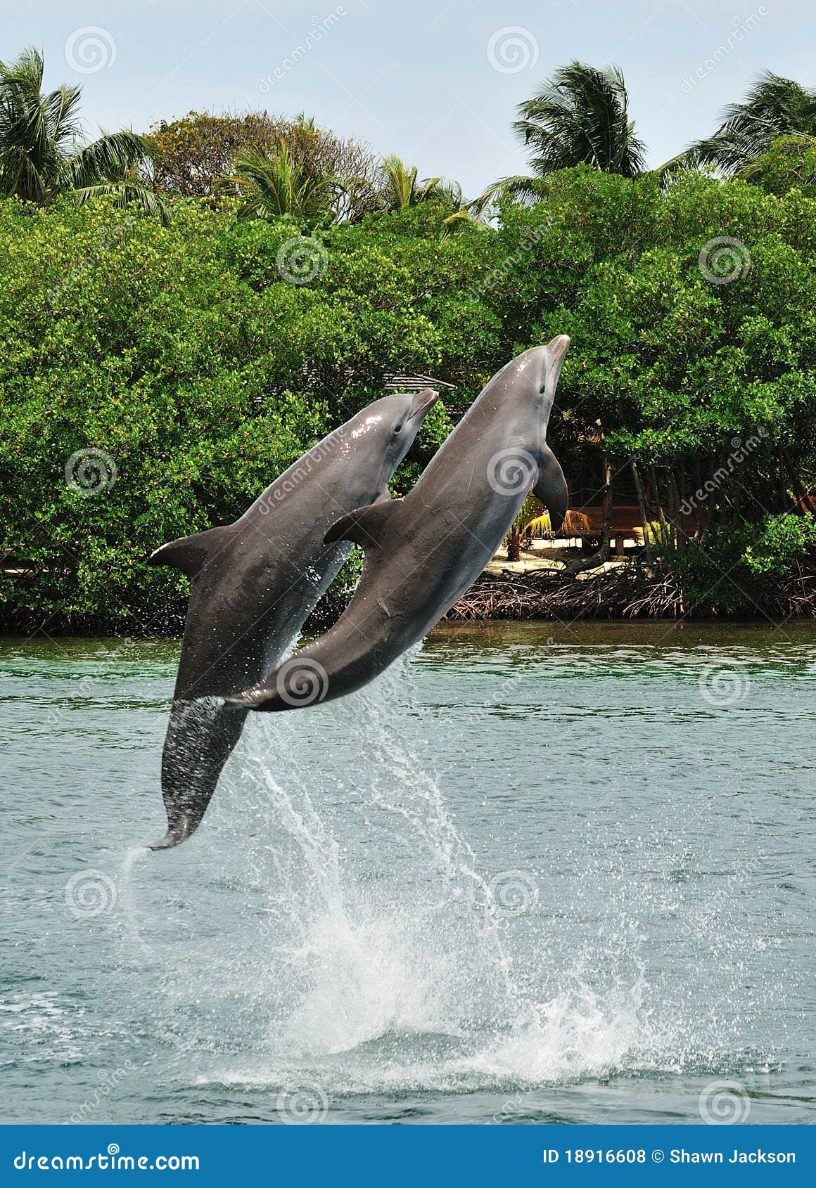 Dolphins jumping stock photo. Image of water, bottle - 18916608
