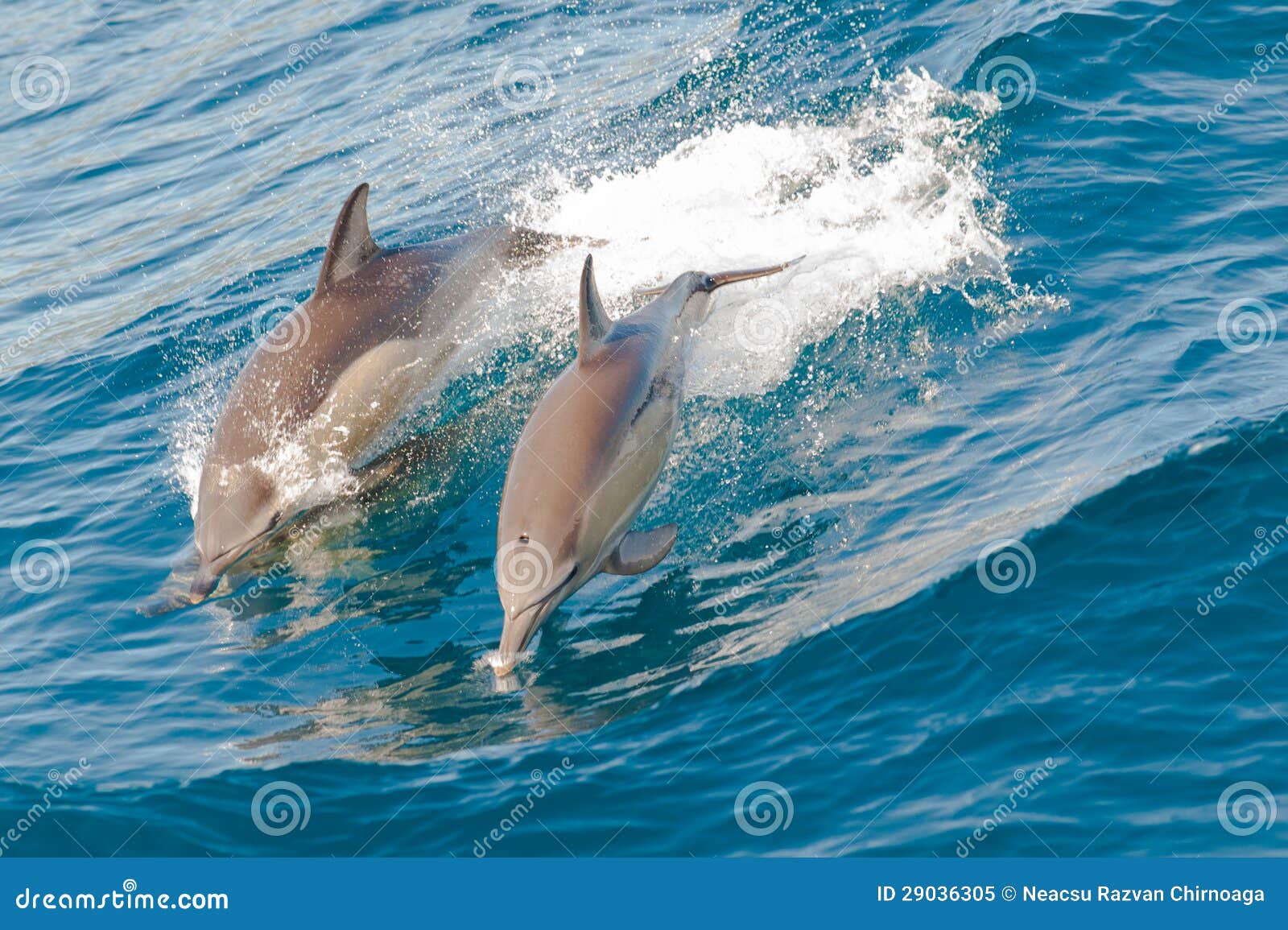 Dolphins jumping stock image. Image of holiday, nose - 29036305