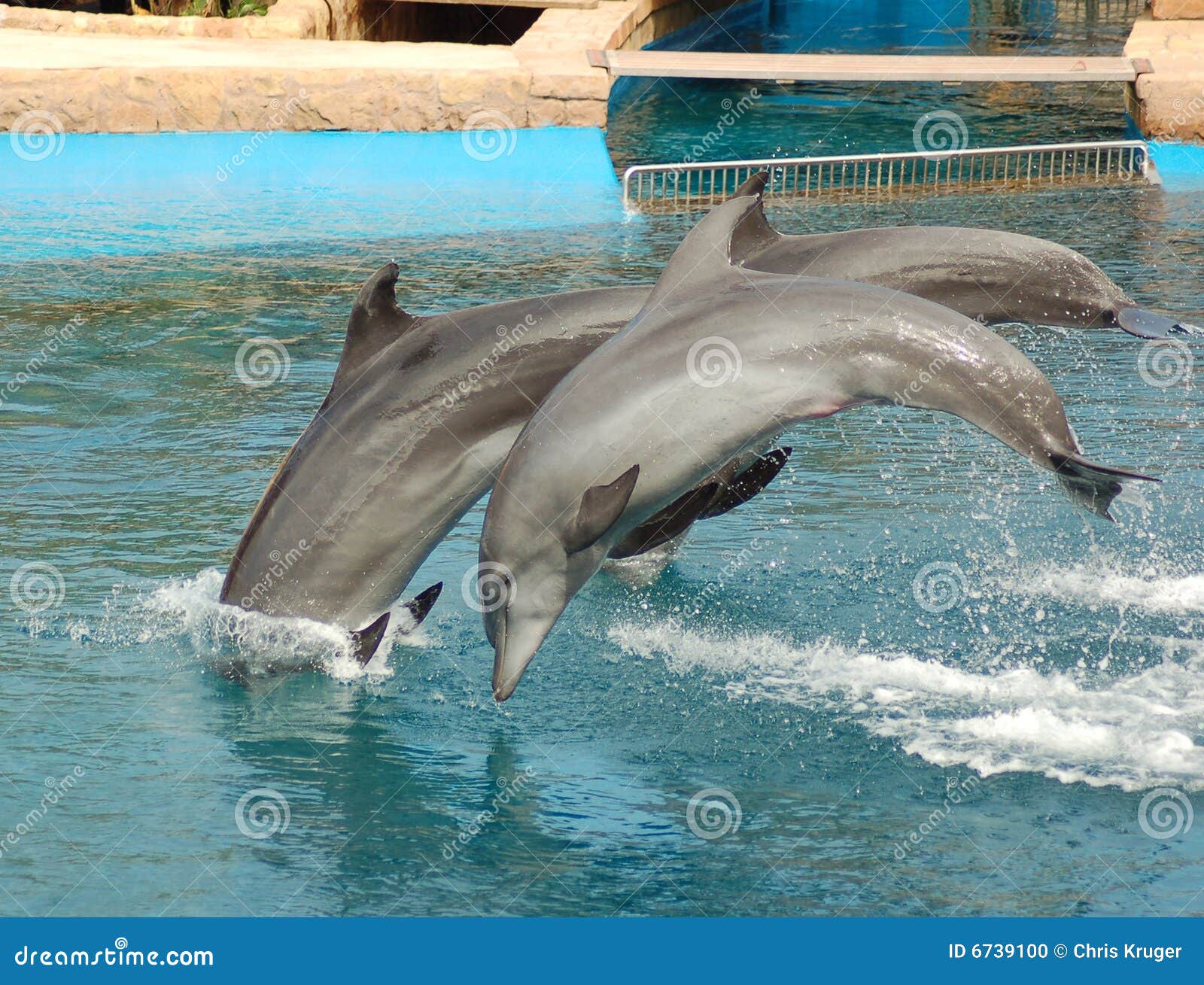 Dolphins Jumping stock photo. Image of wildlife, deep - 6739100