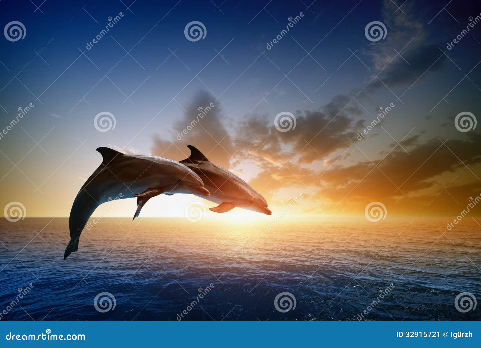 Dolphins jumping stock image. Image of wild, beautiful - 32915721
