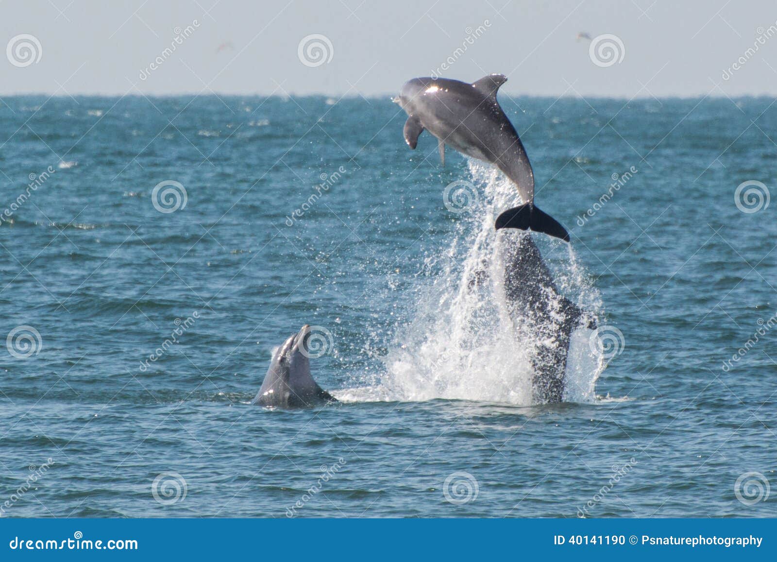 Dolphins Leaping from the Water Stock Photo - Image of blue, family ...