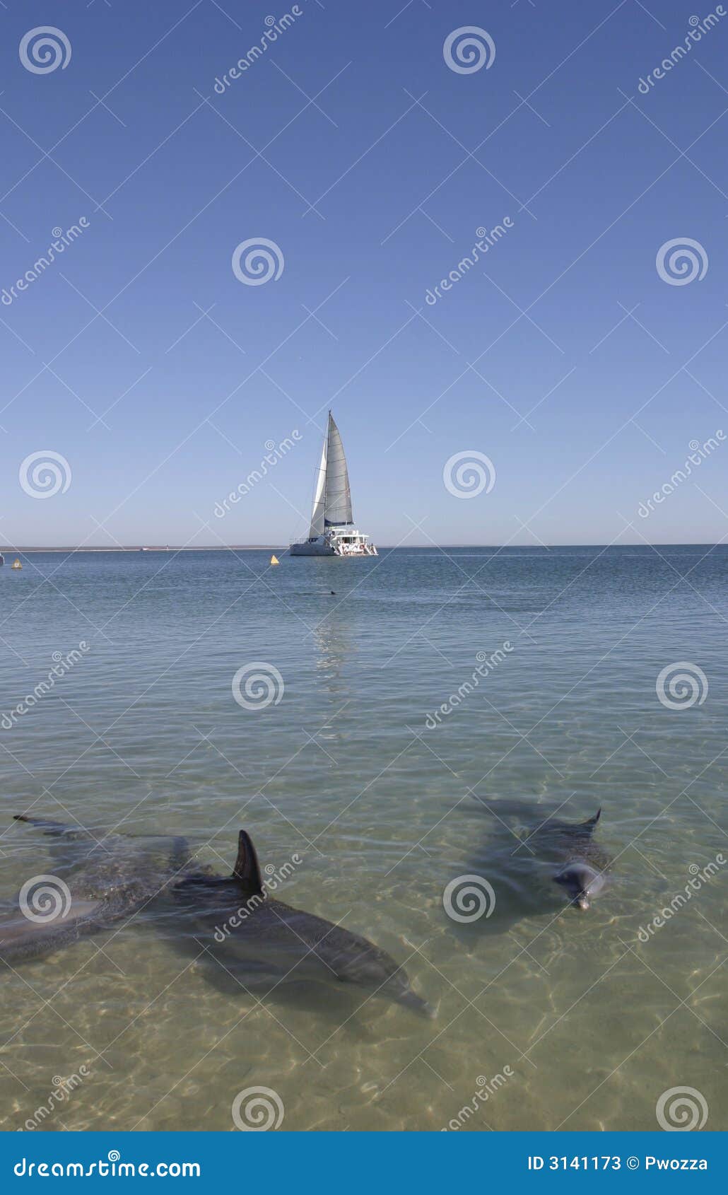 Dolphins of Monkey Mia stock image. Image of dolphin, australia - 3141173