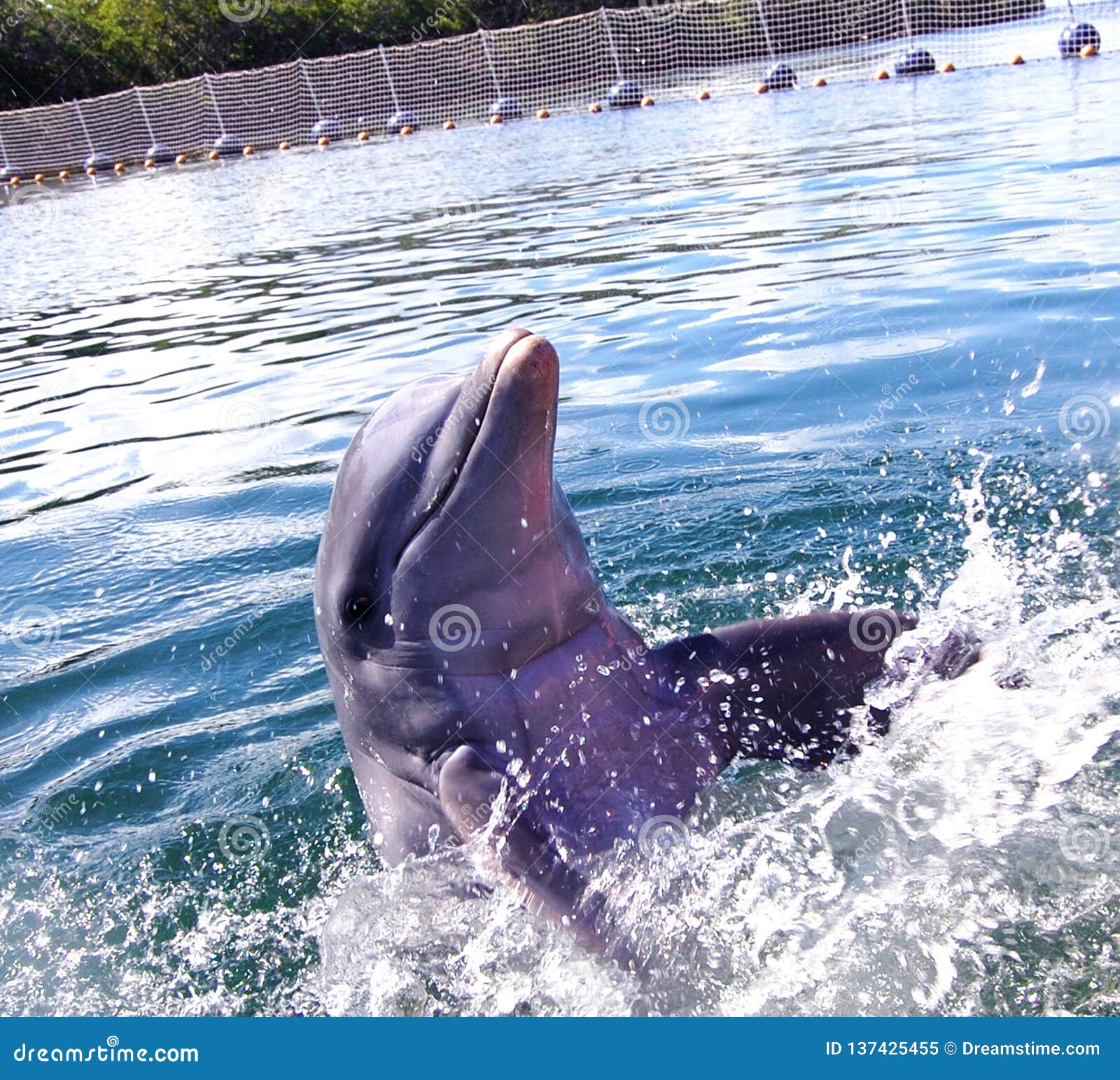 Dolphins in the Ocean stock image. Image of cuba, nature - 137425455