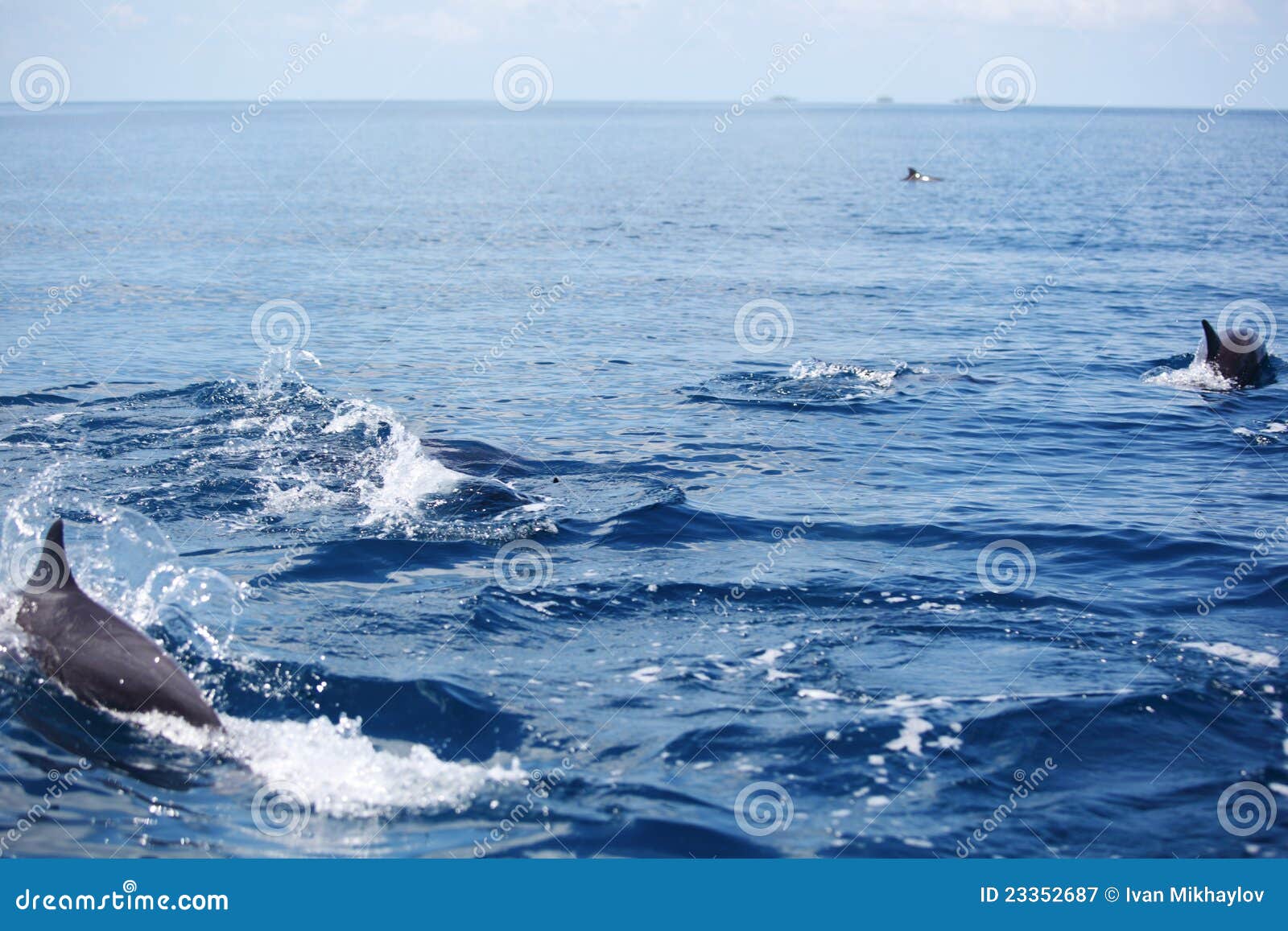Dolphins in ocean waves stock image. Image of trained - 23352687