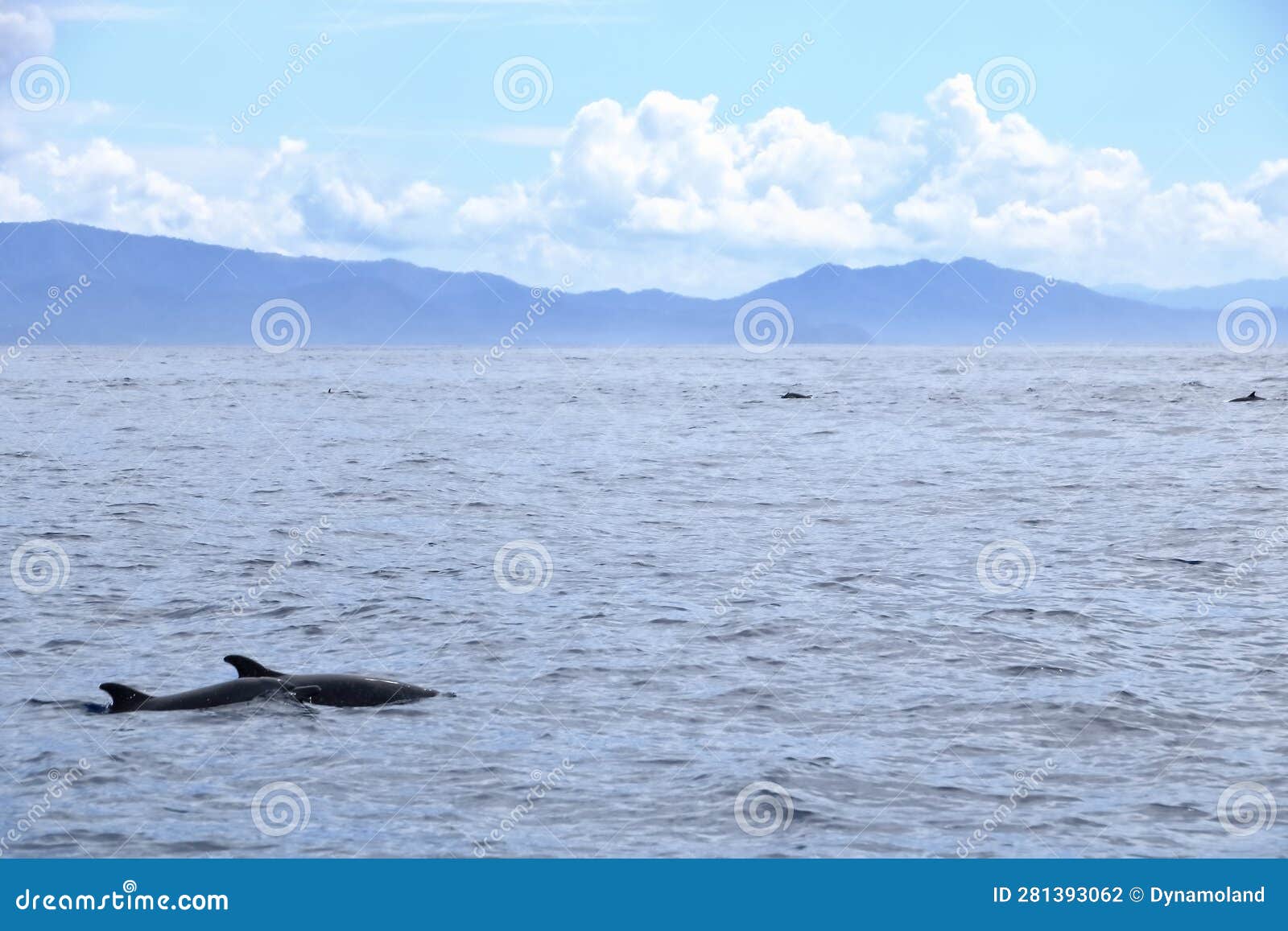 Dolphins in the Pacific Ocean of Costa Rica Stock Photo - Image of ...
