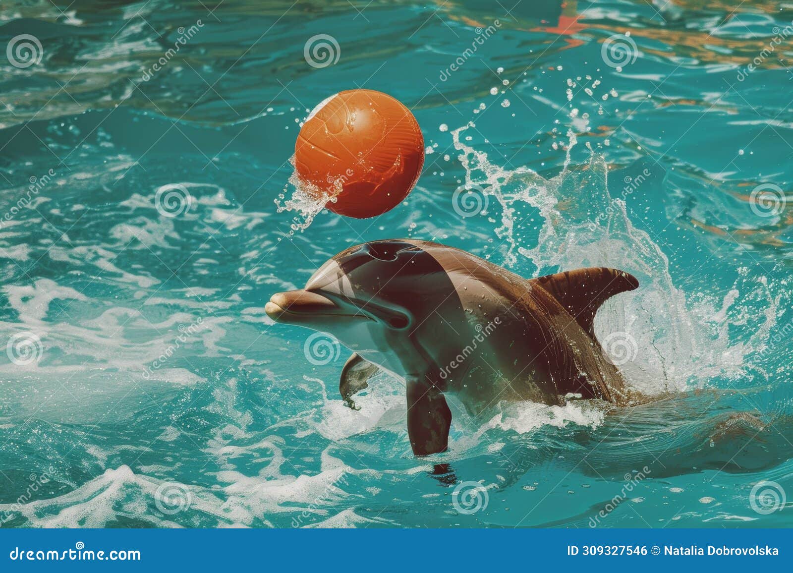 Dolphins Performing Show at the Circus,dolphinarium Stock Photo - Image ...