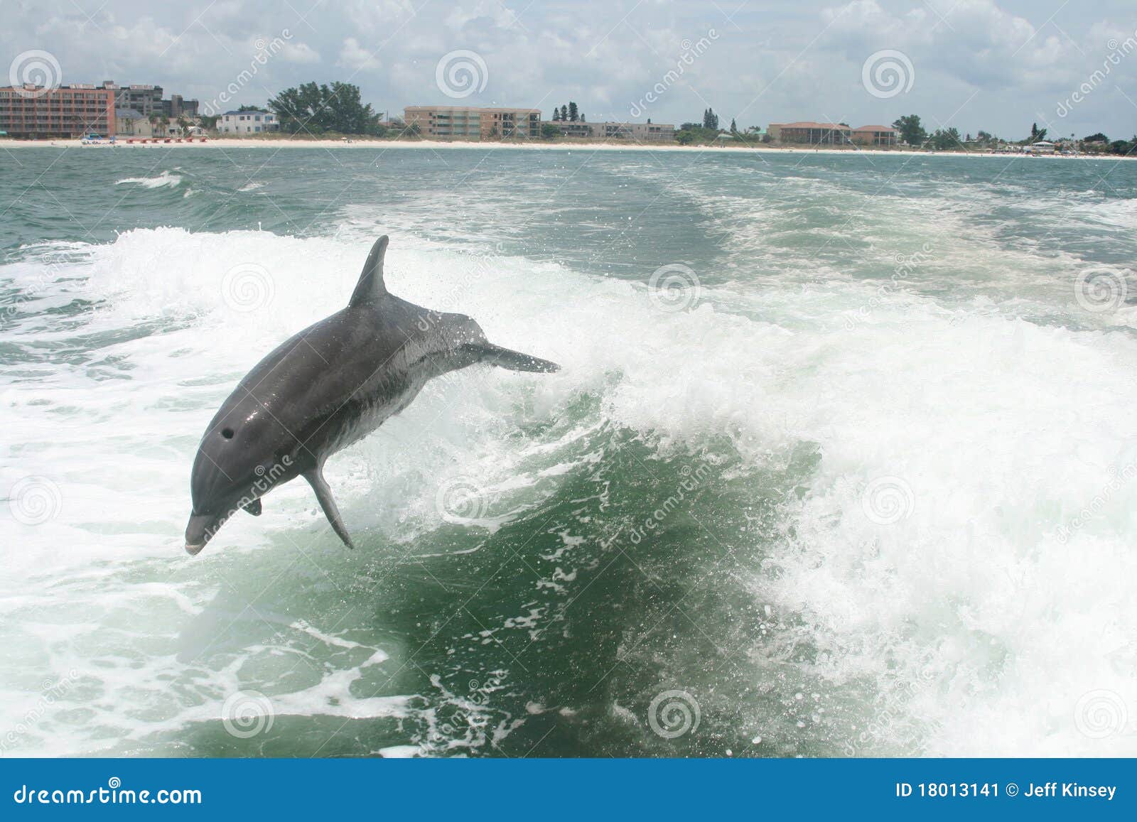 Dolphins playing stock image. Image of coast, water, pete - 18013141