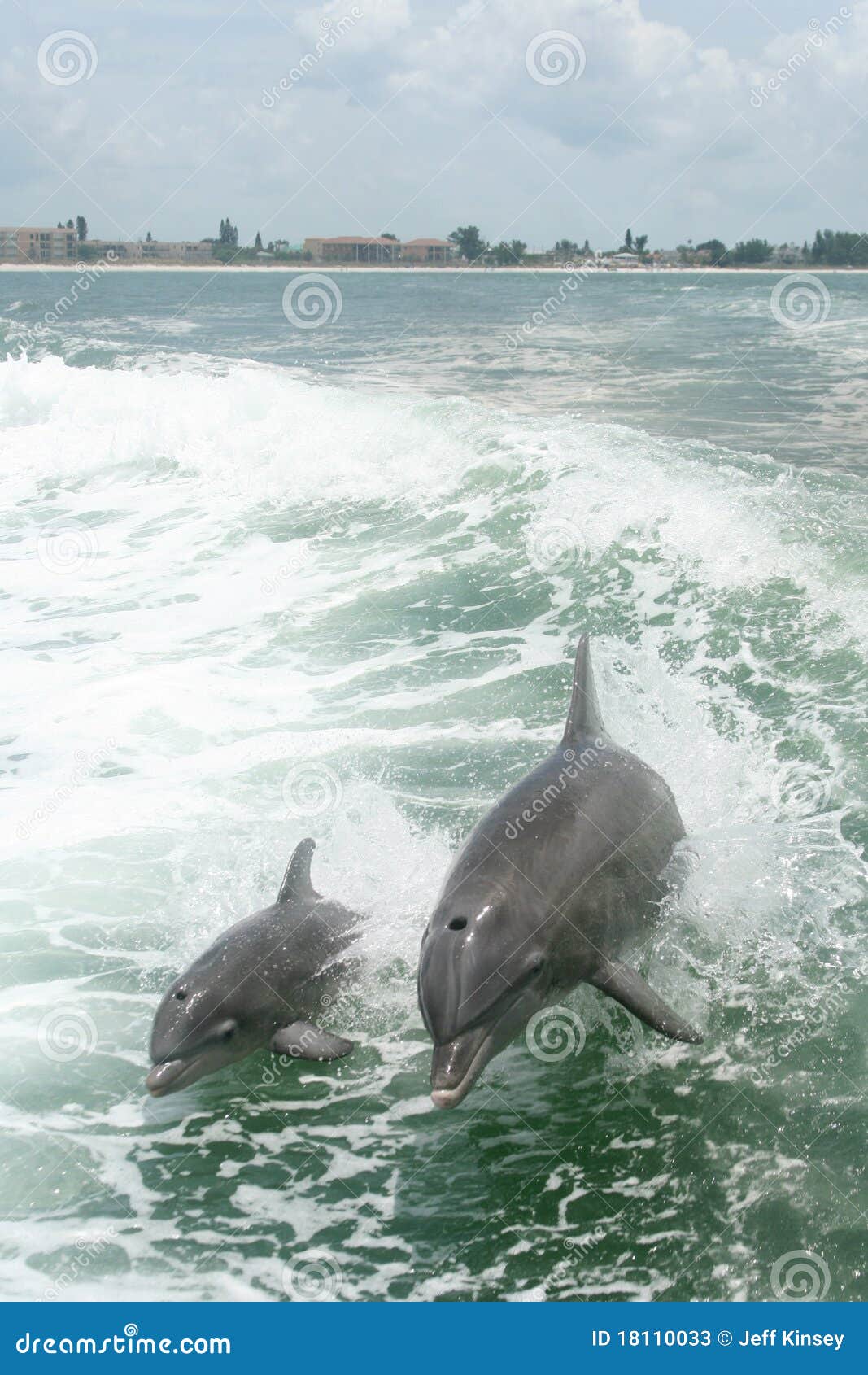 Dolphins playing stock image. Image of dolphin, florida - 18110033