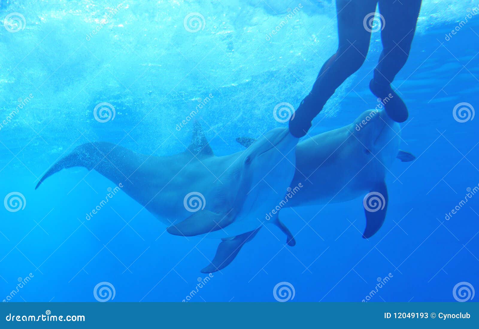 Dolphins playing with man stock image. Image of nosed - 12049193