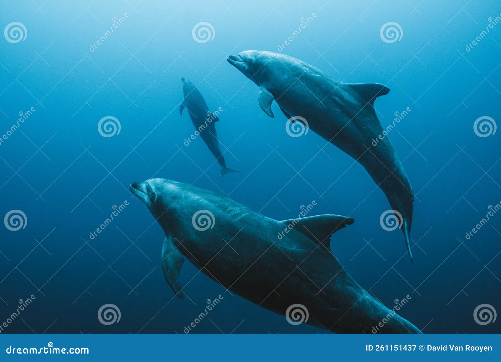 Dolphins playing together stock image. Image of moving - 261151437