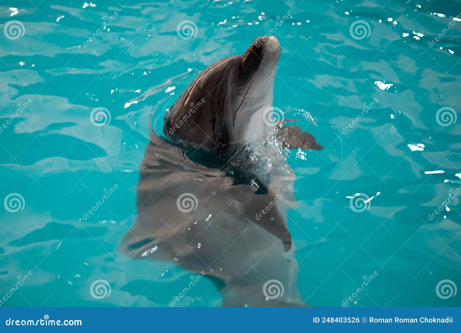 Dolphins in the Pool Emerged from the Water and Show Their Faces Stock ...