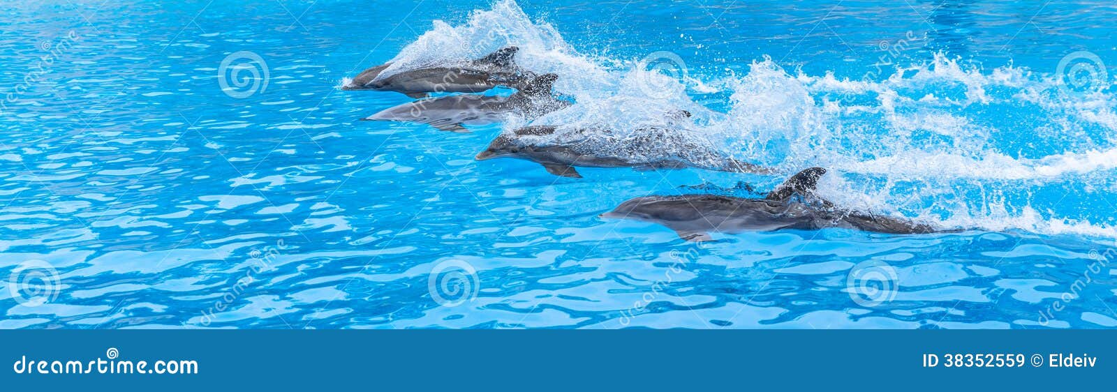 Dolphins Race stock image. Image of entertainment, splash - 38352559