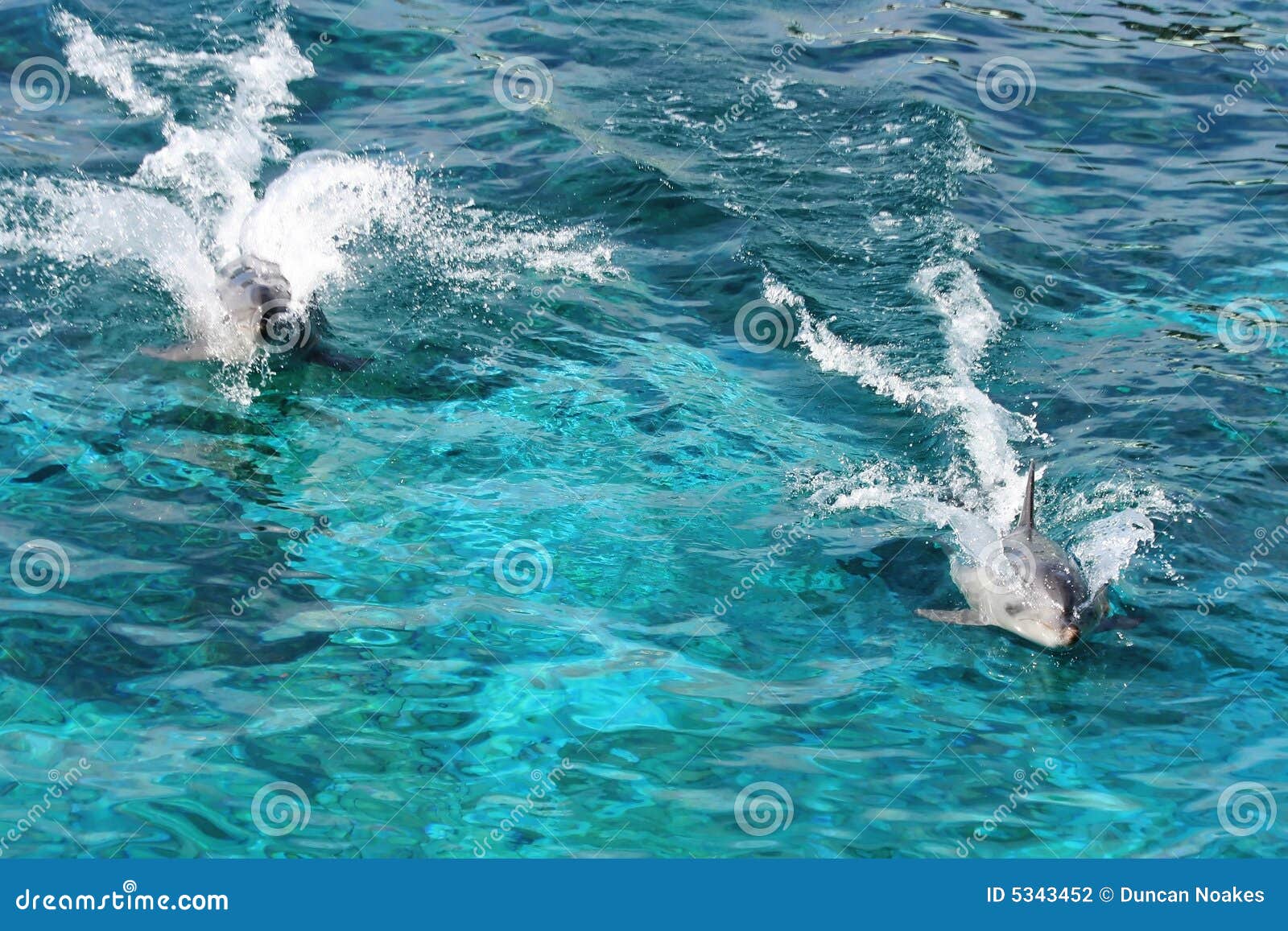 Dolphins Racing stock photo. Image of fish, porpoise, dolphins - 5343452