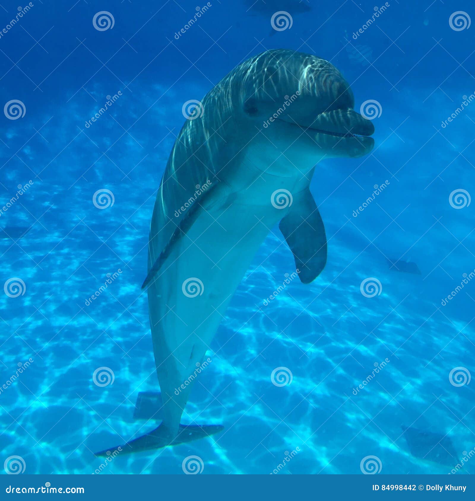 Real Blue Dolphin