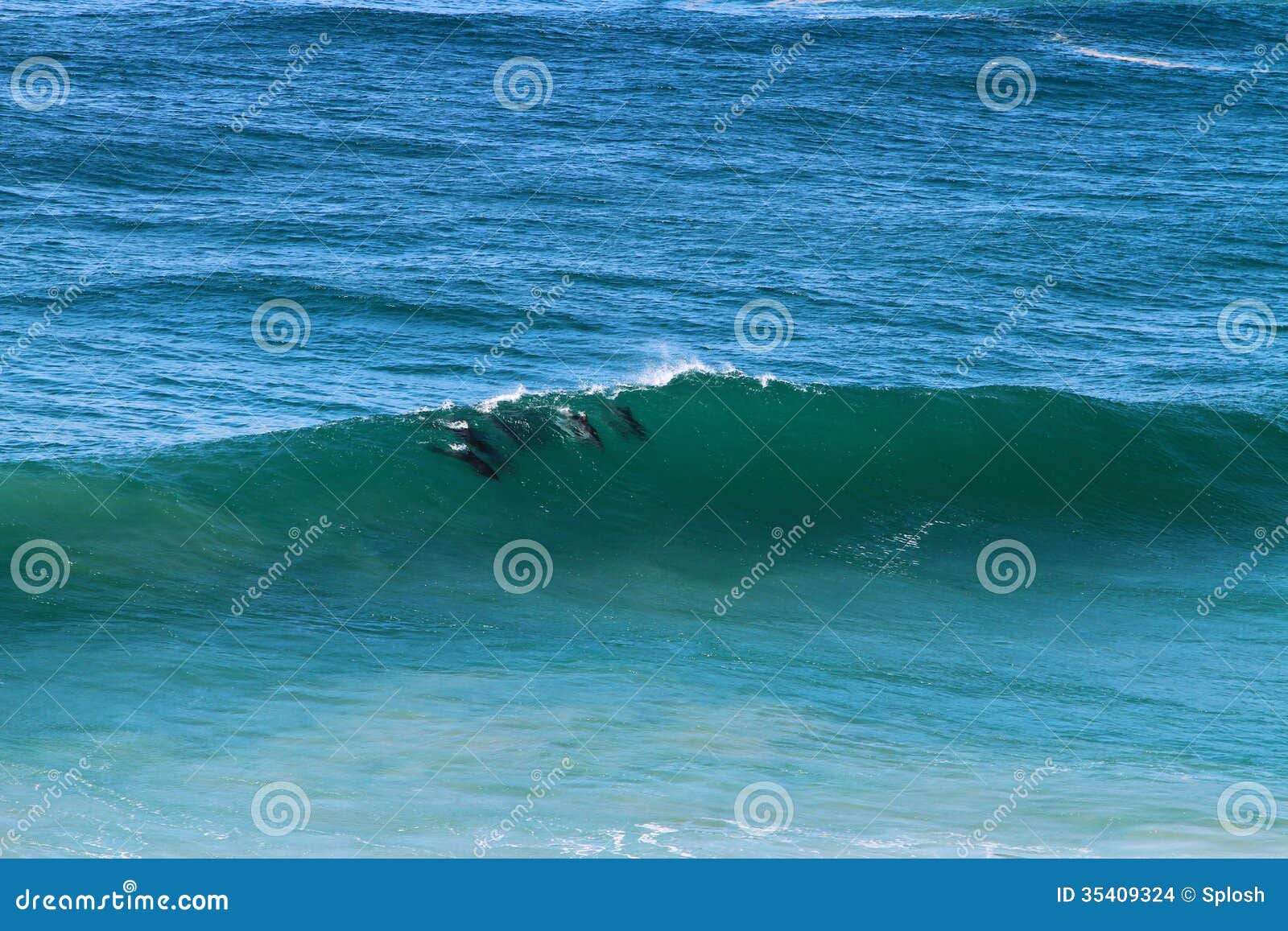 Dolphins riding waves stock photo. Image of mammal, ride - 35409324