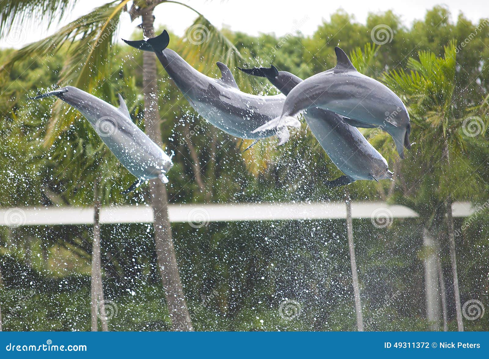 Dolphins - Seaworld Australia Editorial Photography - Image of seaworld ...