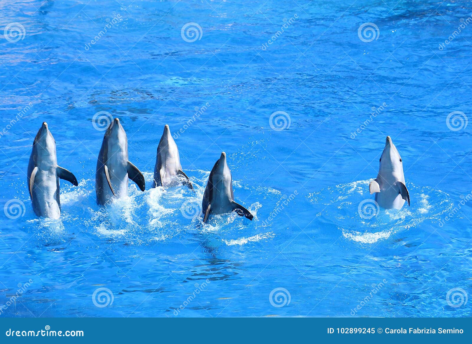 Dolphins are Showing in the Water Park Stock Image - Image of swim ...