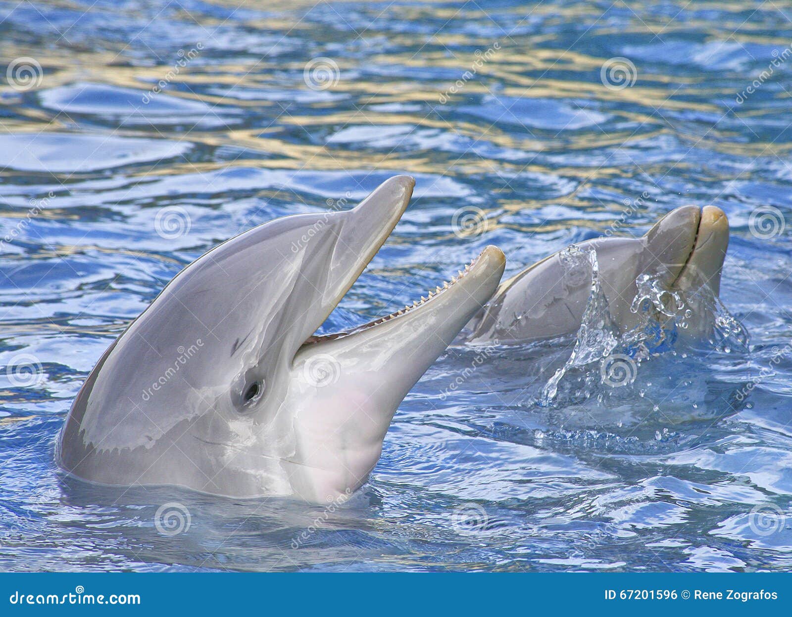 Dolphins smiling stock photo. Image of playing, friends - 67201596