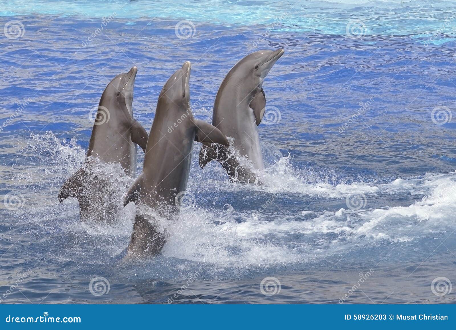 Dolphins Standing Out of the Water Stock Image - Image of ripple, grey ...