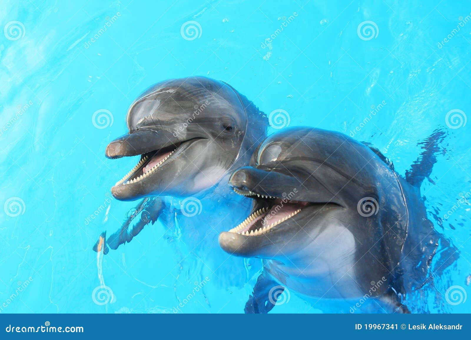 Dolphins swim in the pool stock image. Image of marine - 19967341