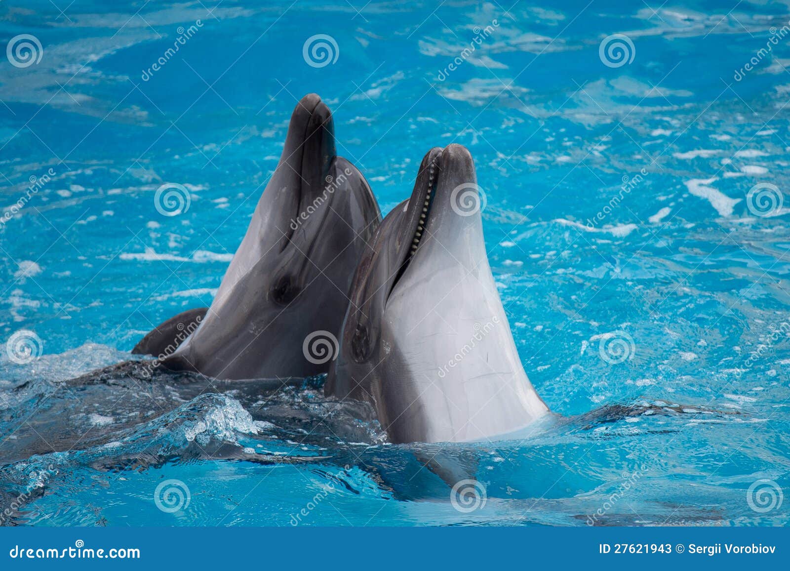 Dolphins swim in the pool stock image. Image of head - 27621943