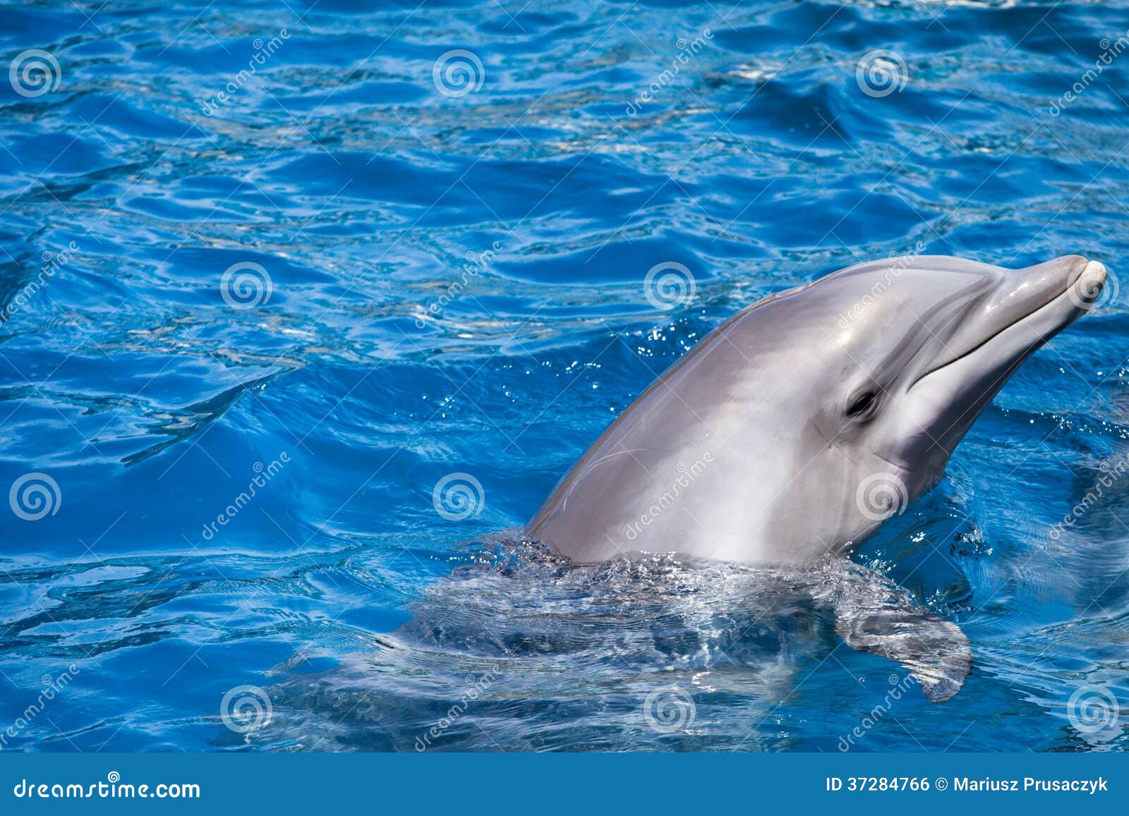 Dolphins swim in the pool stock photo. Image of jaws - 37284766