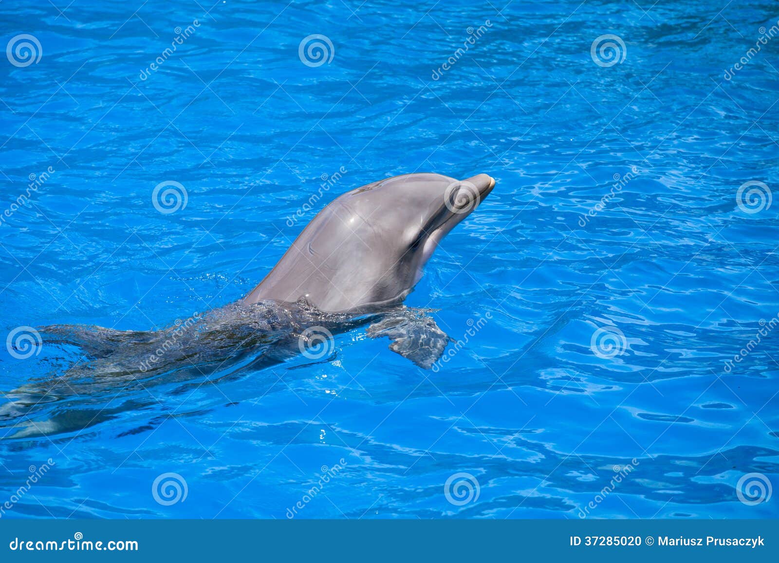 Dolphins swim in the pool stock photo. Image of atlantic - 37285020