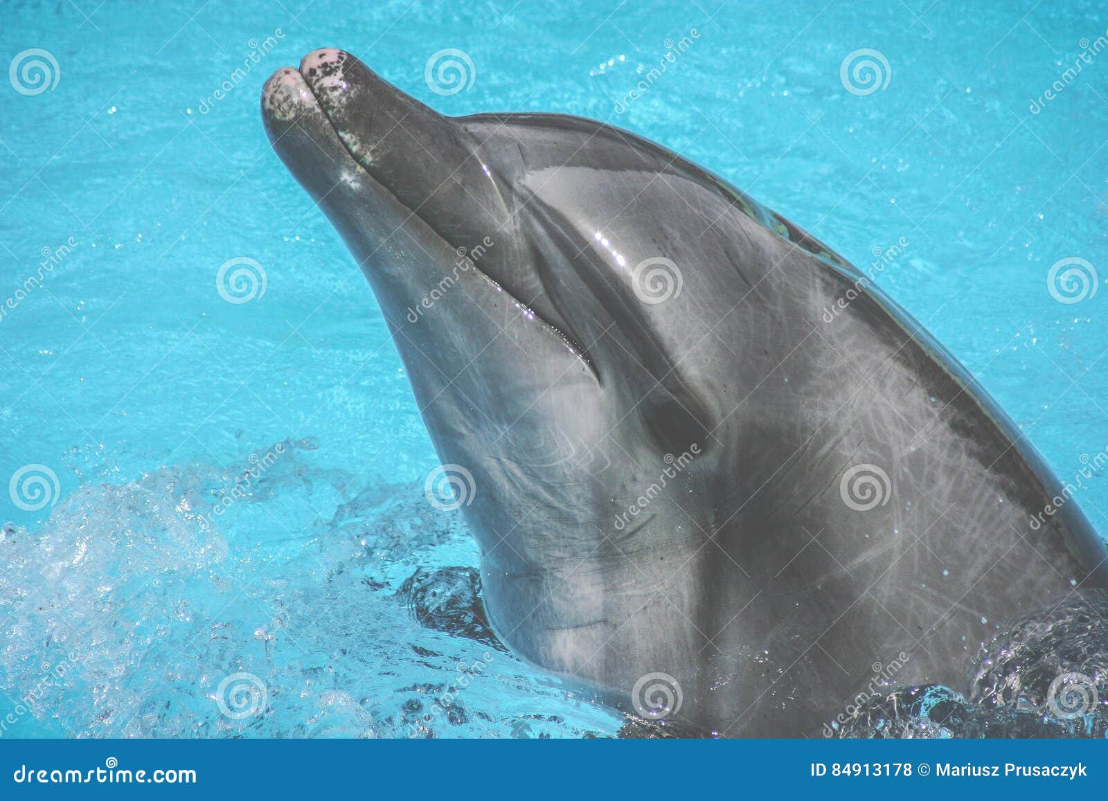 Dolphins swim in the pool stock photo. Image of action - 84913178