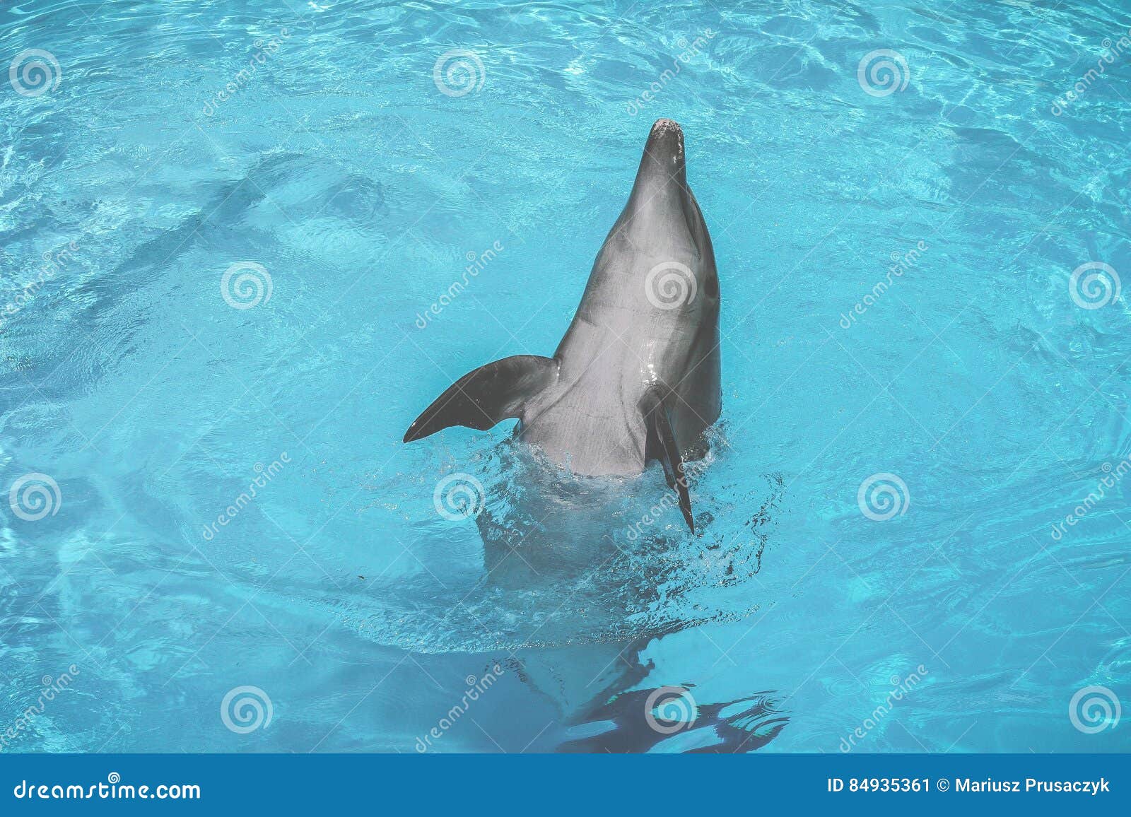 Dolphins swim in the pool stock image. Image of mammal - 84935361