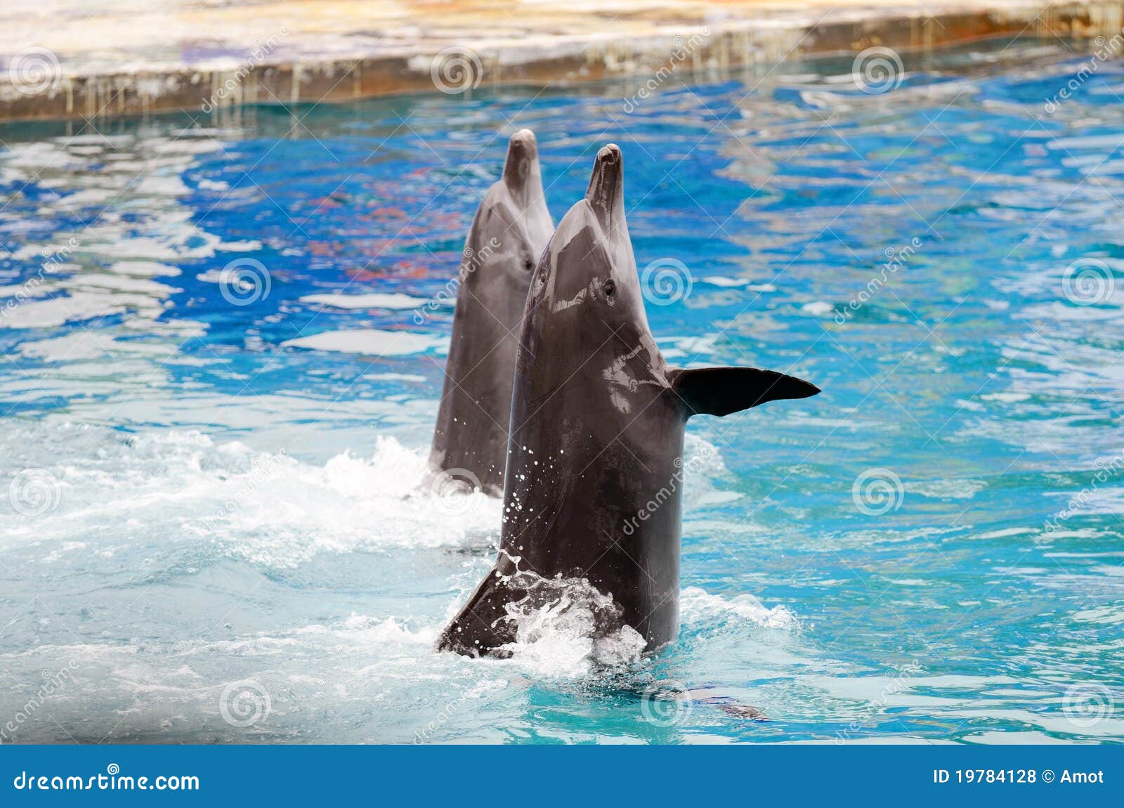 Dolphins swim in the water stock photo. Image of mammals - 19784128