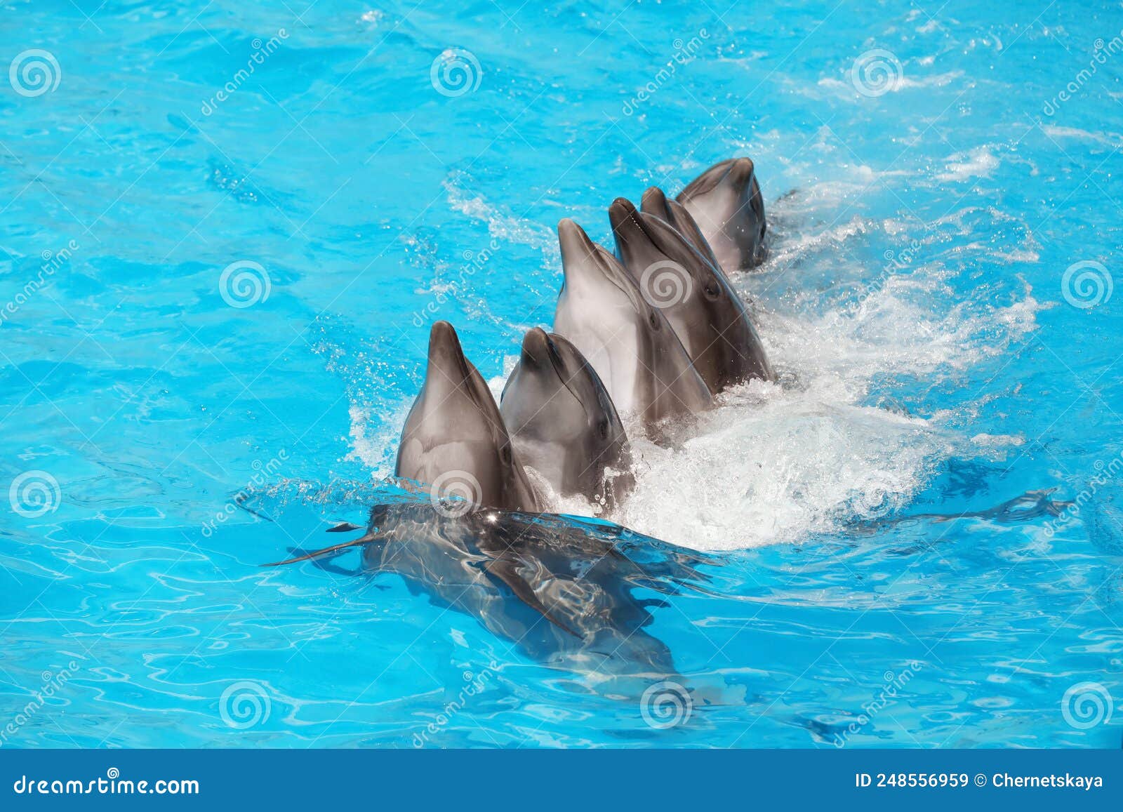 Dolphins Swimming in Pool at Marine Mammal Park Stock Image - Image of ...