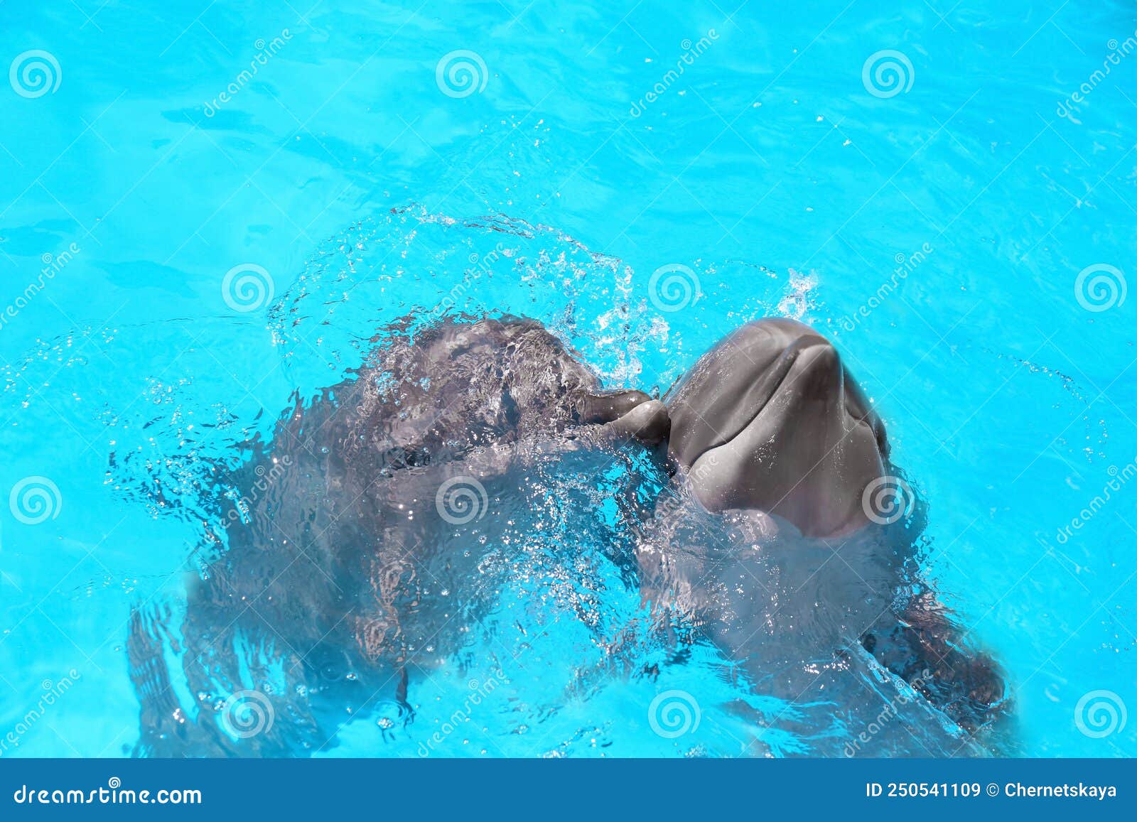 Dolphins Swimming in Pool at Marine Mammal Park Stock Image - Image of ...