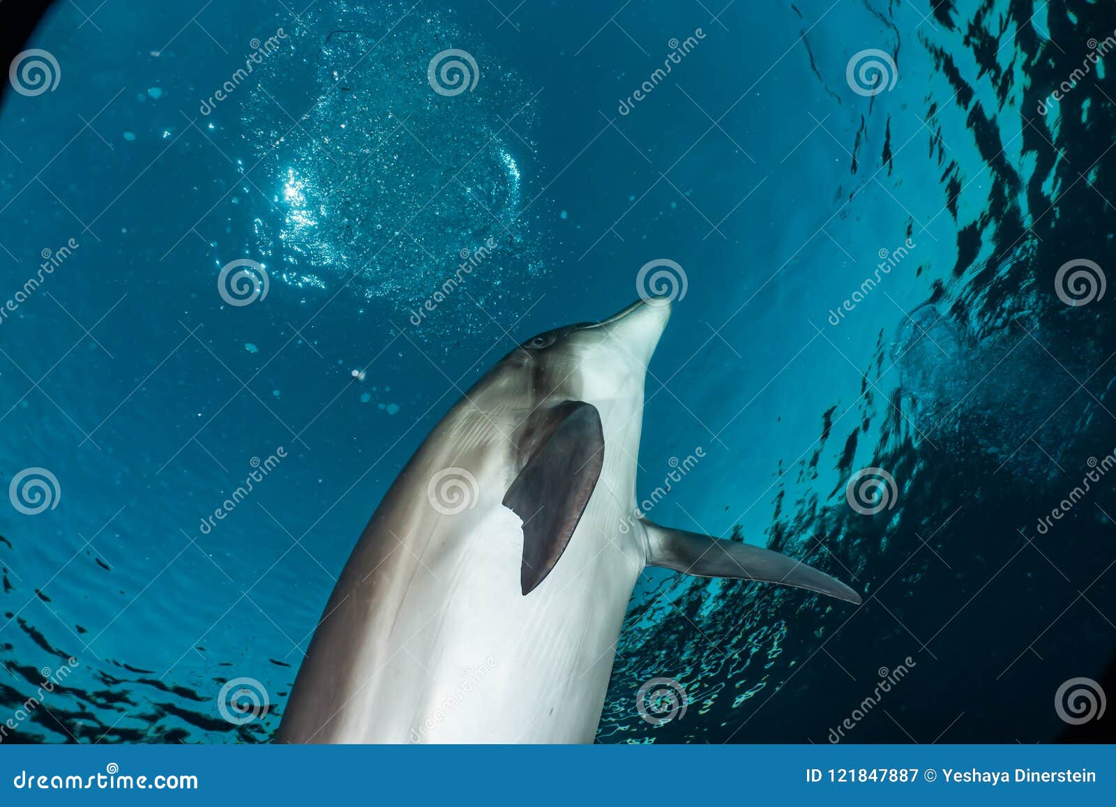 Dolphins Swimming in the Red Sea Stock Image - Image of blue, cute ...
