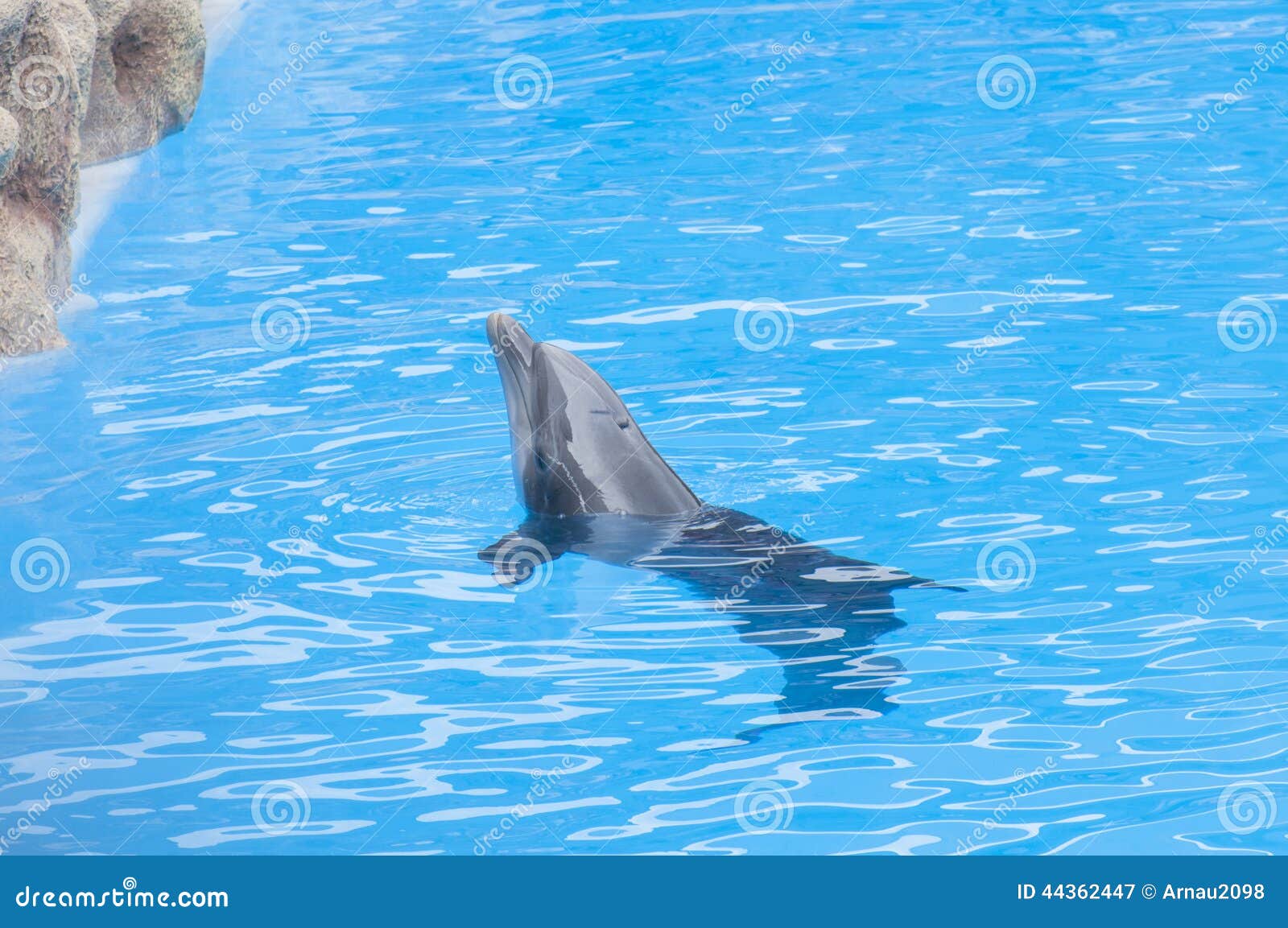 Dolphins swimming stock image. Image of deep, white, nature - 44362447
